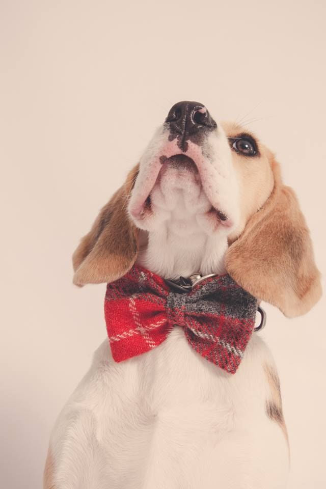 (Brodie) Harris Tweed® Bow Tie Dog Collar - Red/Grey Check – BOWZOS